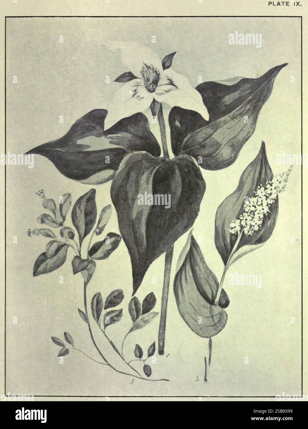 Left bears broad hi-res stock photography and images - Alamy