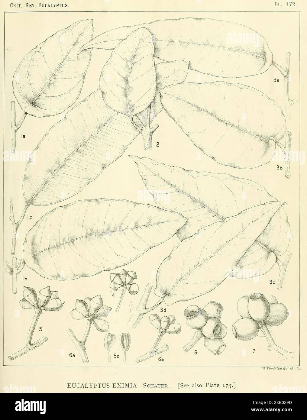 A critical revision of the genus Eucalyptus, Sydney, Gullick, 1903-1933 ...