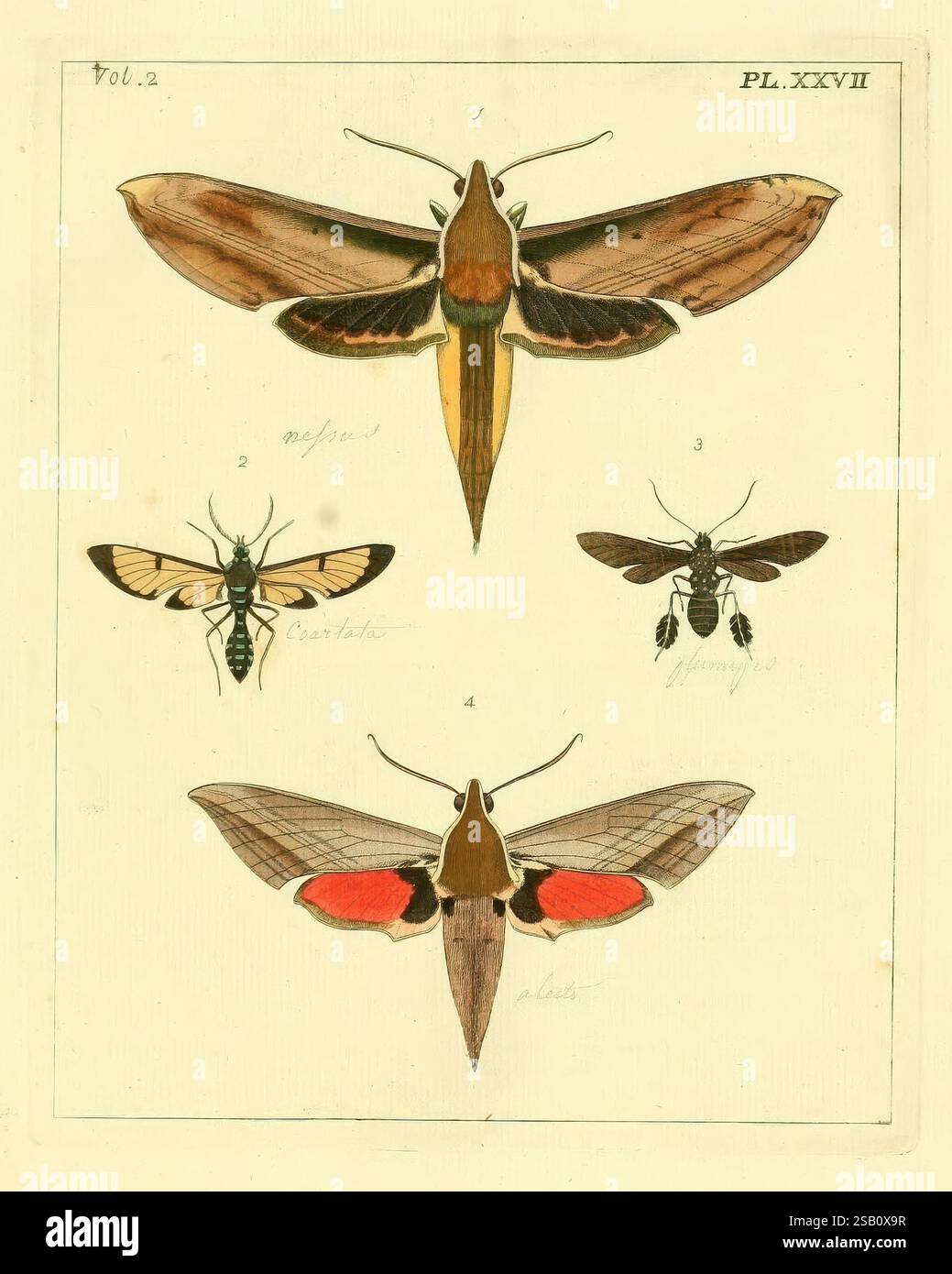 Compact moth hi-res stock photography and images - Alamy