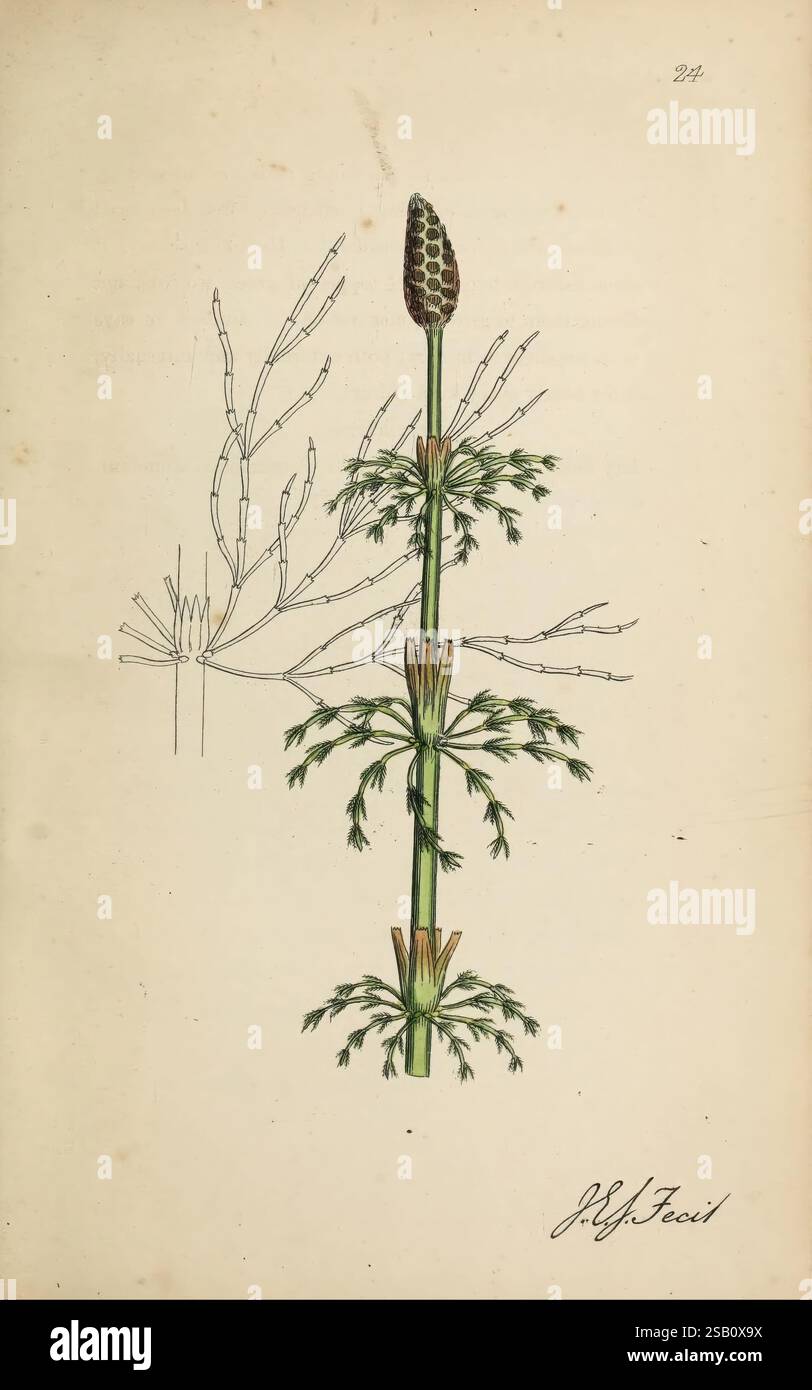 Distinctive conical reproductive spike hi-res stock photography and ...