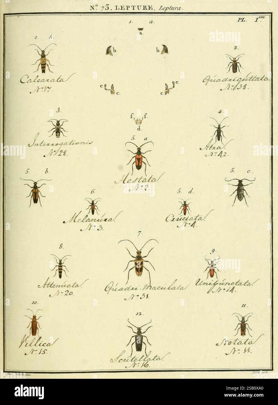 Top references lepidoptera hi-res stock photography and images - Alamy