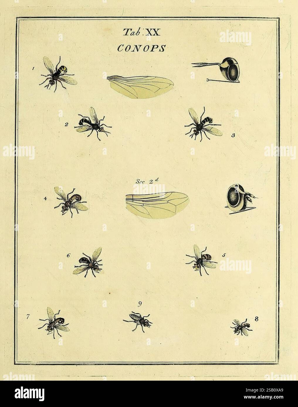 Exposition des insectes que se trouvent en Angleterre, Londres, B ...