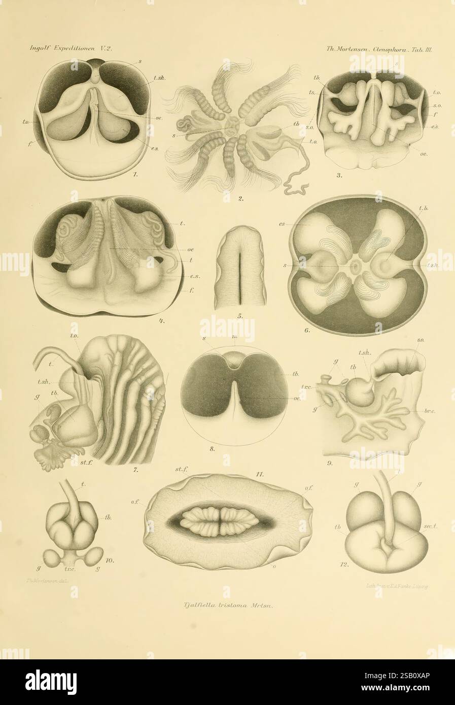Anatomical configurations hi-res stock photography and images - Alamy