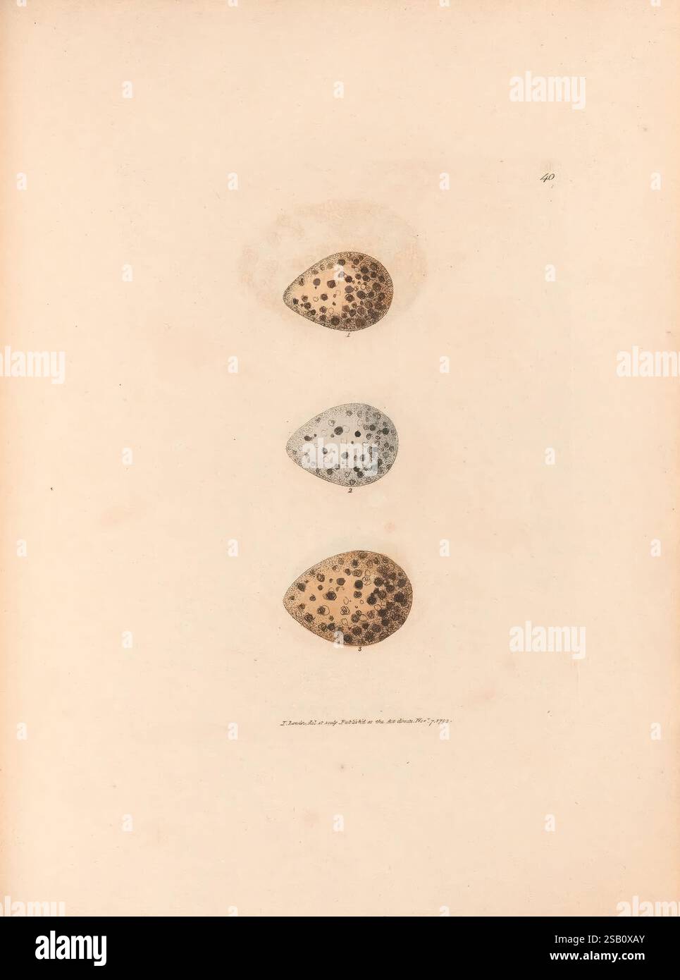 Smaller dark spots hi-res stock photography and images - Alamy