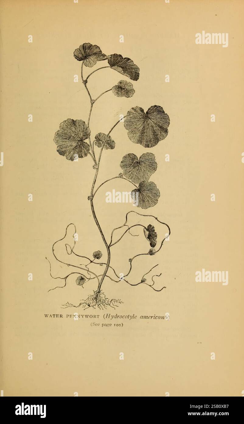 Harper's guide to wild flowers, New York, 1912, United States ...