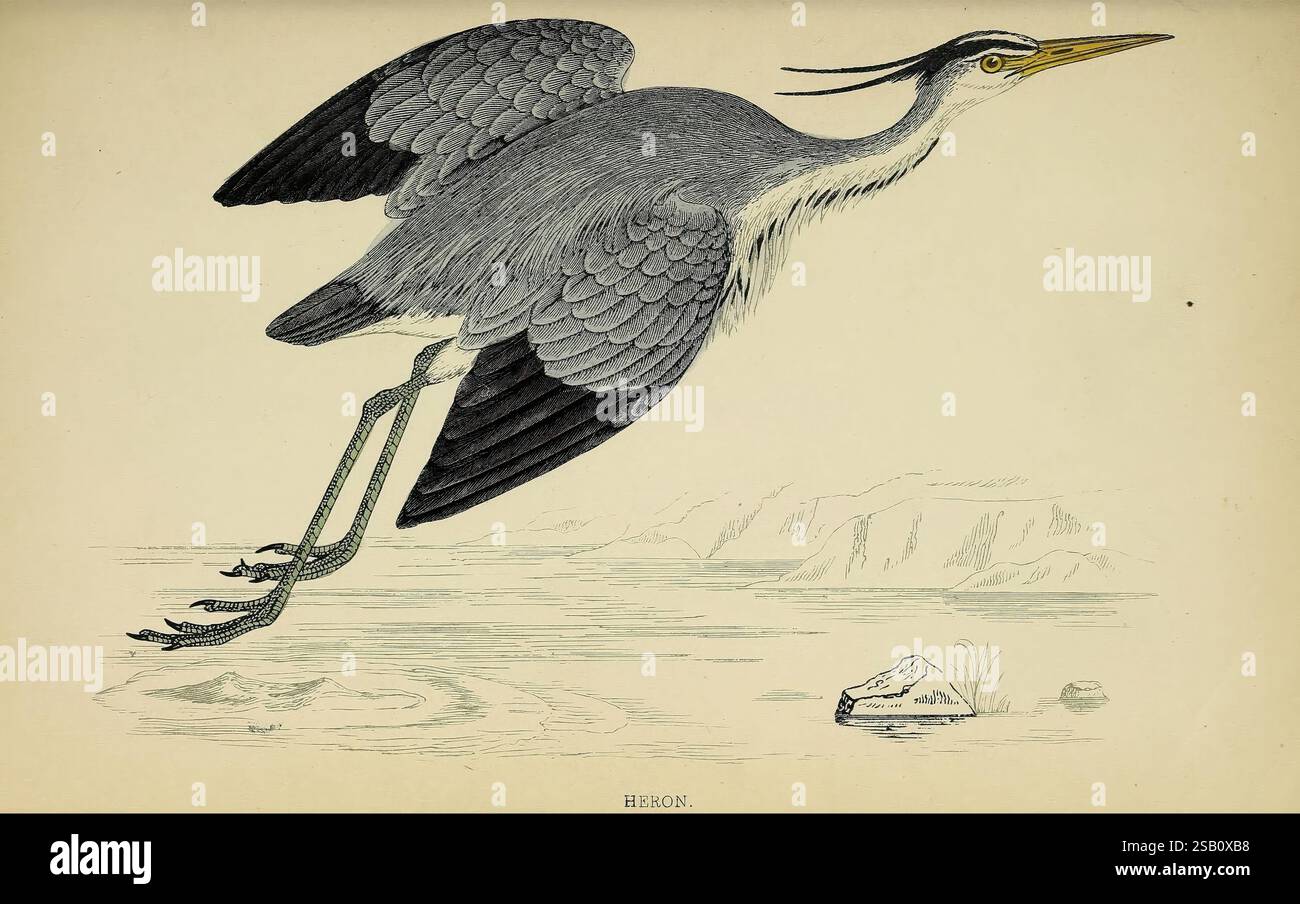 Showcasing intricate feather patterns ranging hi-res stock photography ...