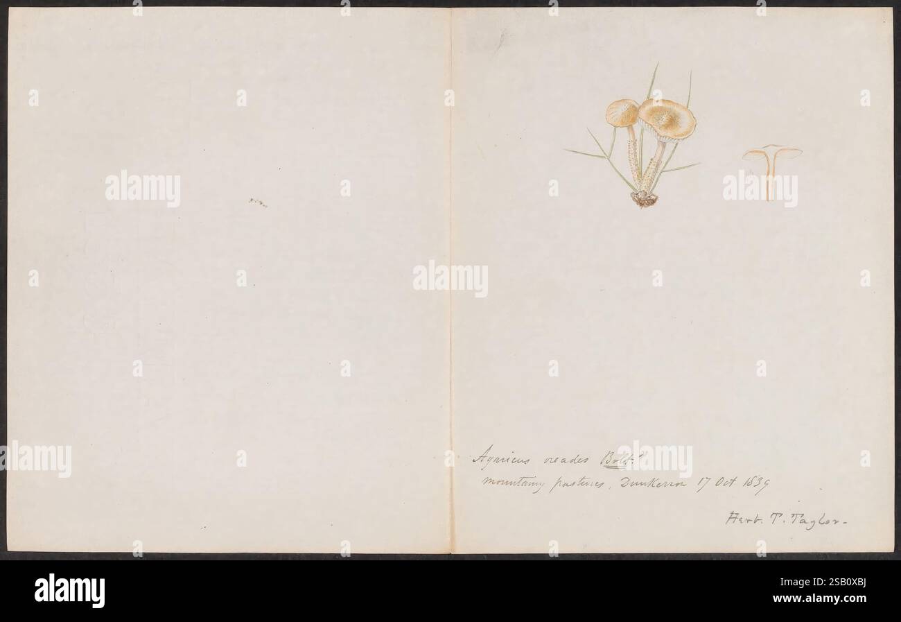 Drawings of fungi, Not before 1839, fungi, pictorial works, The ...