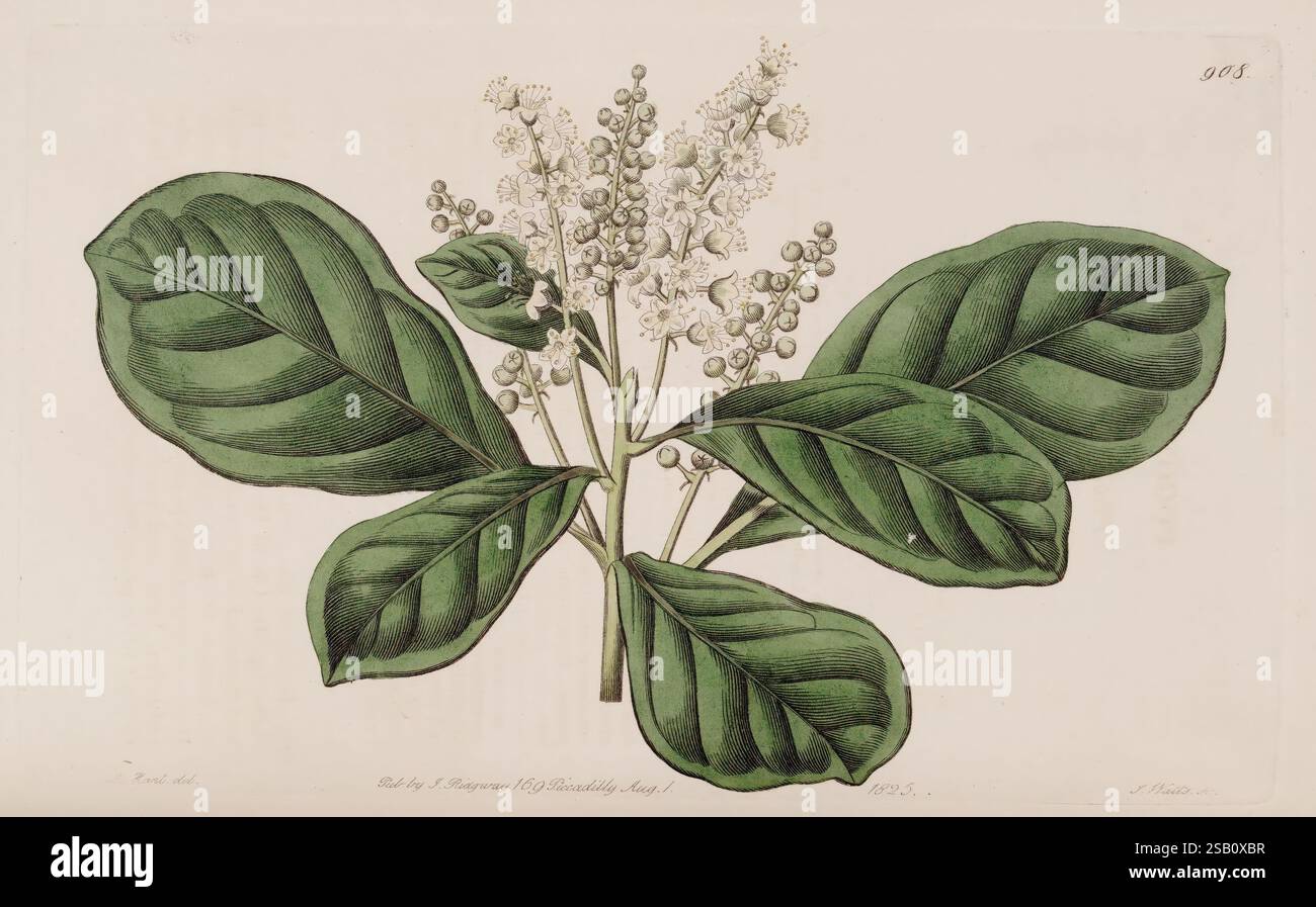 The Botanical Register London Printed for James Ridgway 1815-1828 1815 ...