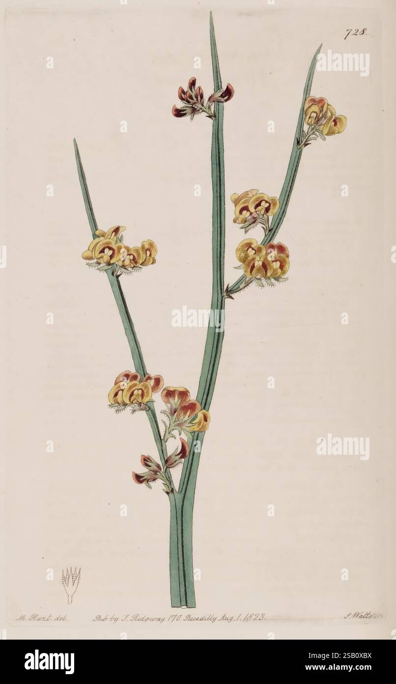 The Botanical Register, London, Printed for James Ridgway, 1815-1828 ...