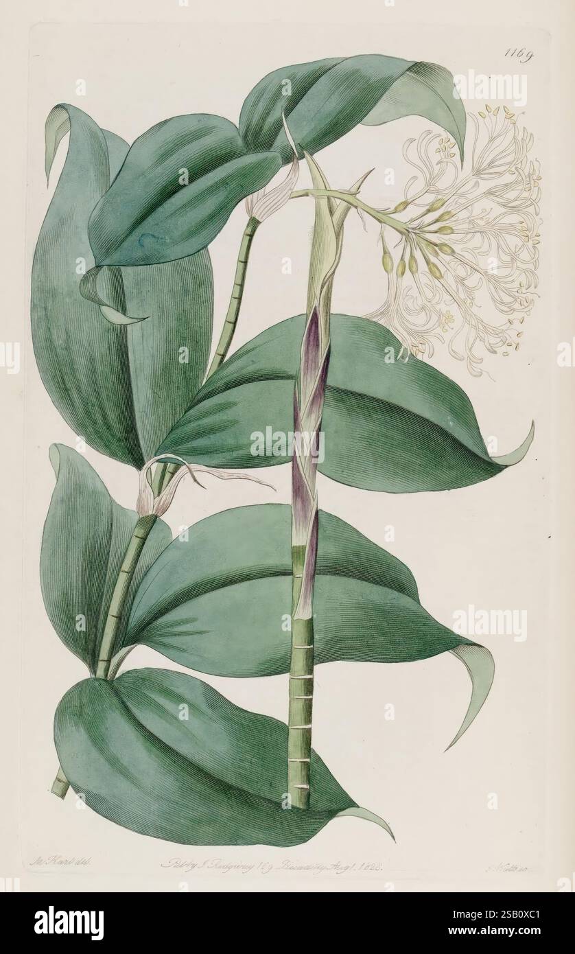 The Botanical Register London Printed for James Ridgway 1815-1828 1815 ...