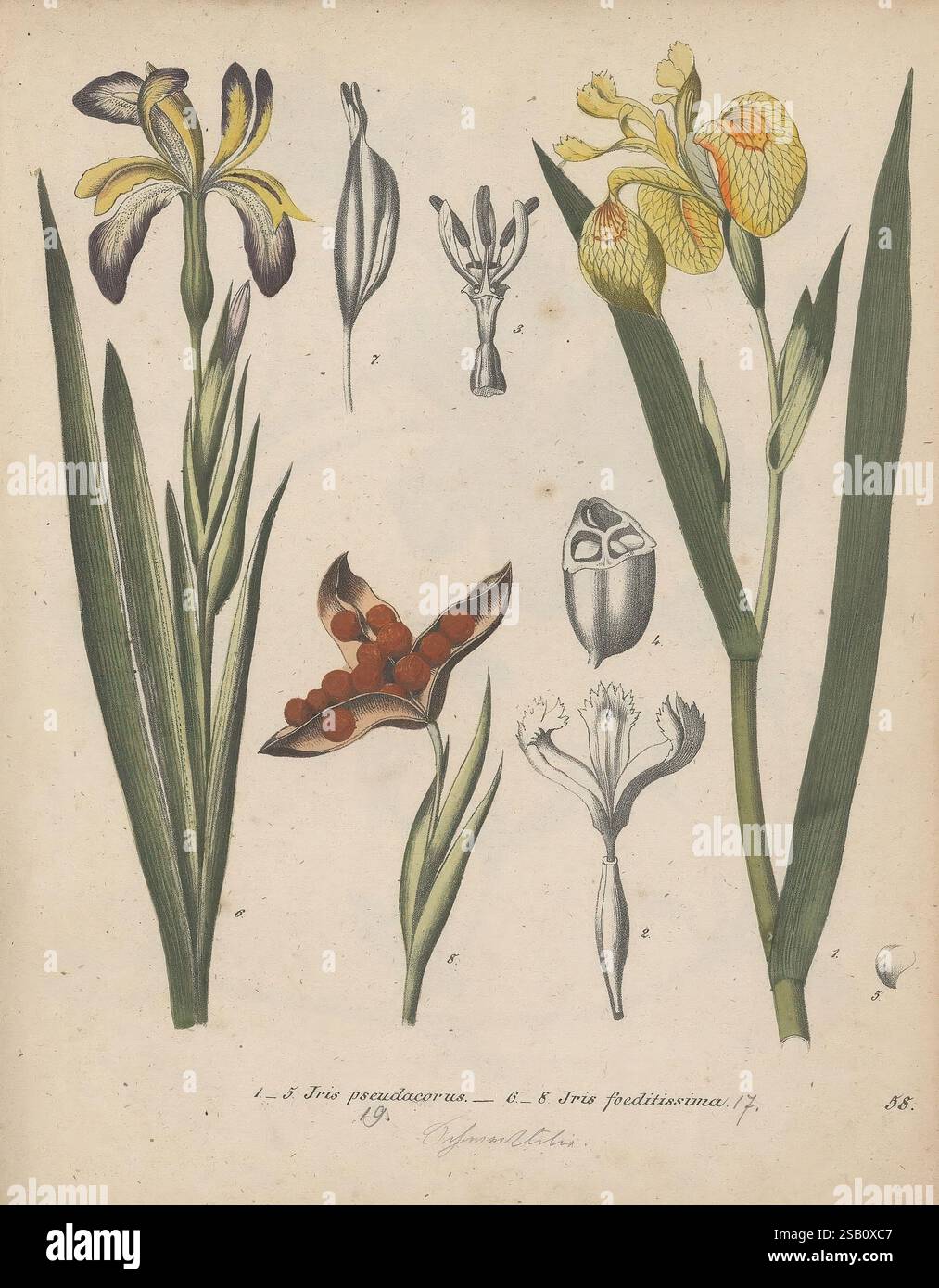 Iris species lifecycle hi-res stock photography and images - Alamy