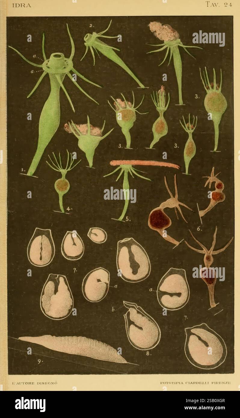 Genesi, organizzazione e metamorfosi degli infusori, Firenze, Tipo. di ...