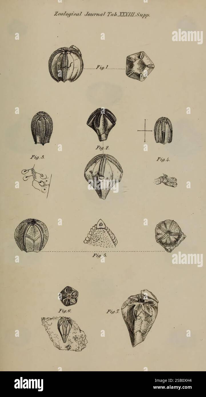 The, Zoological, journal, London, W, Phillips, 1824, periodicals ...