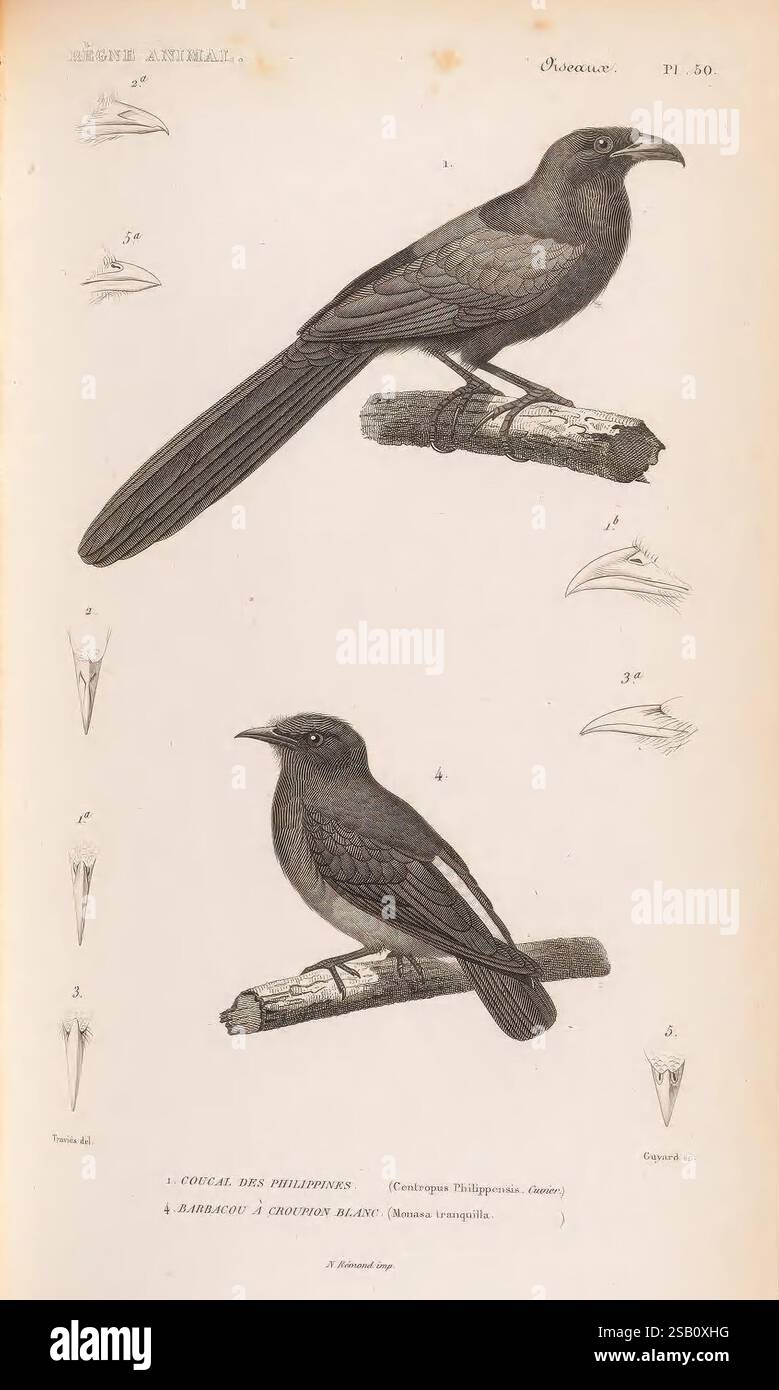 Le règne animal distribué d'après son organisation Paris, 1836-1849 ...