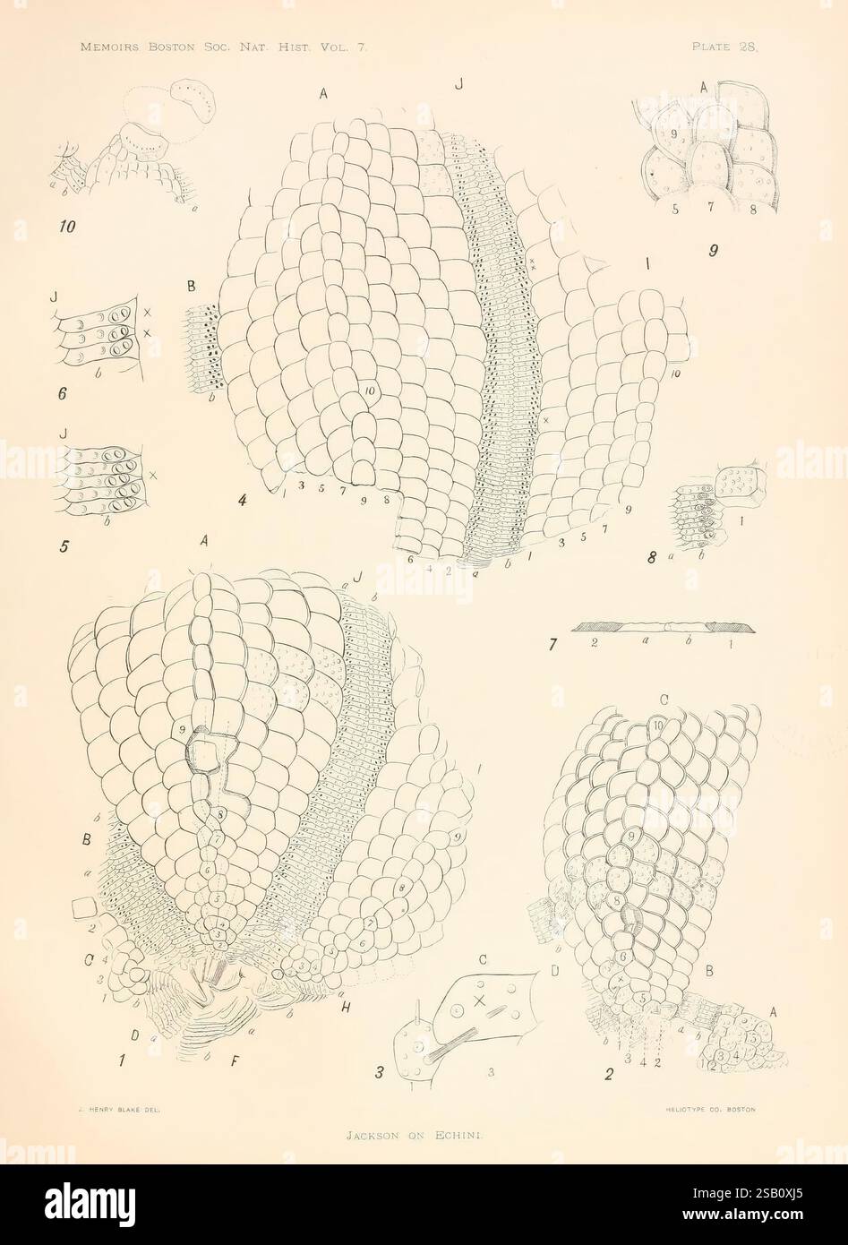 Phylogeny of the Echini Boston The Society 1912. Paleontology Paleozoic ...