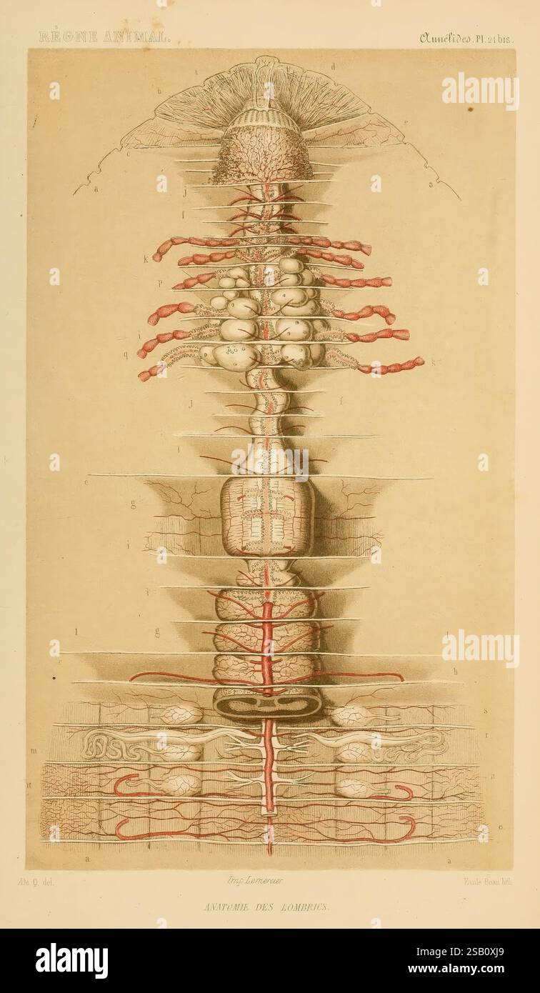 Le règne animal distribué d'après son organisation Paris, 1836-1849 ...