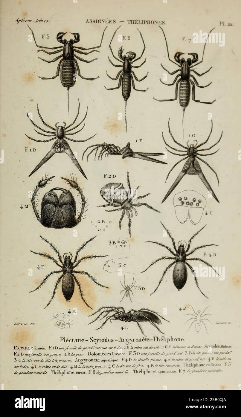 Histoire naturelle des insectes. Aptères. Paris, Librairie ...