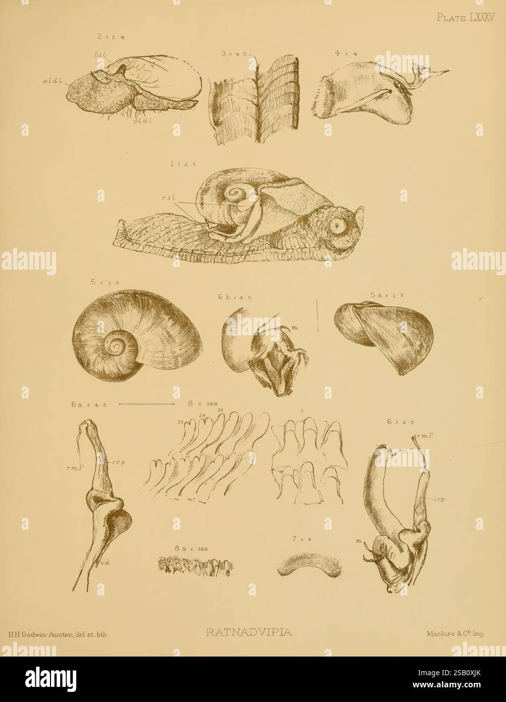 Diversity within molluscan anatomy hi-res stock photography and images ...