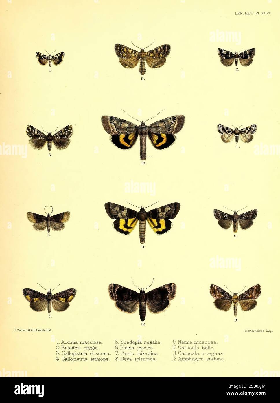 Demonstrating intricate wing patterns hi-res stock photography and ...