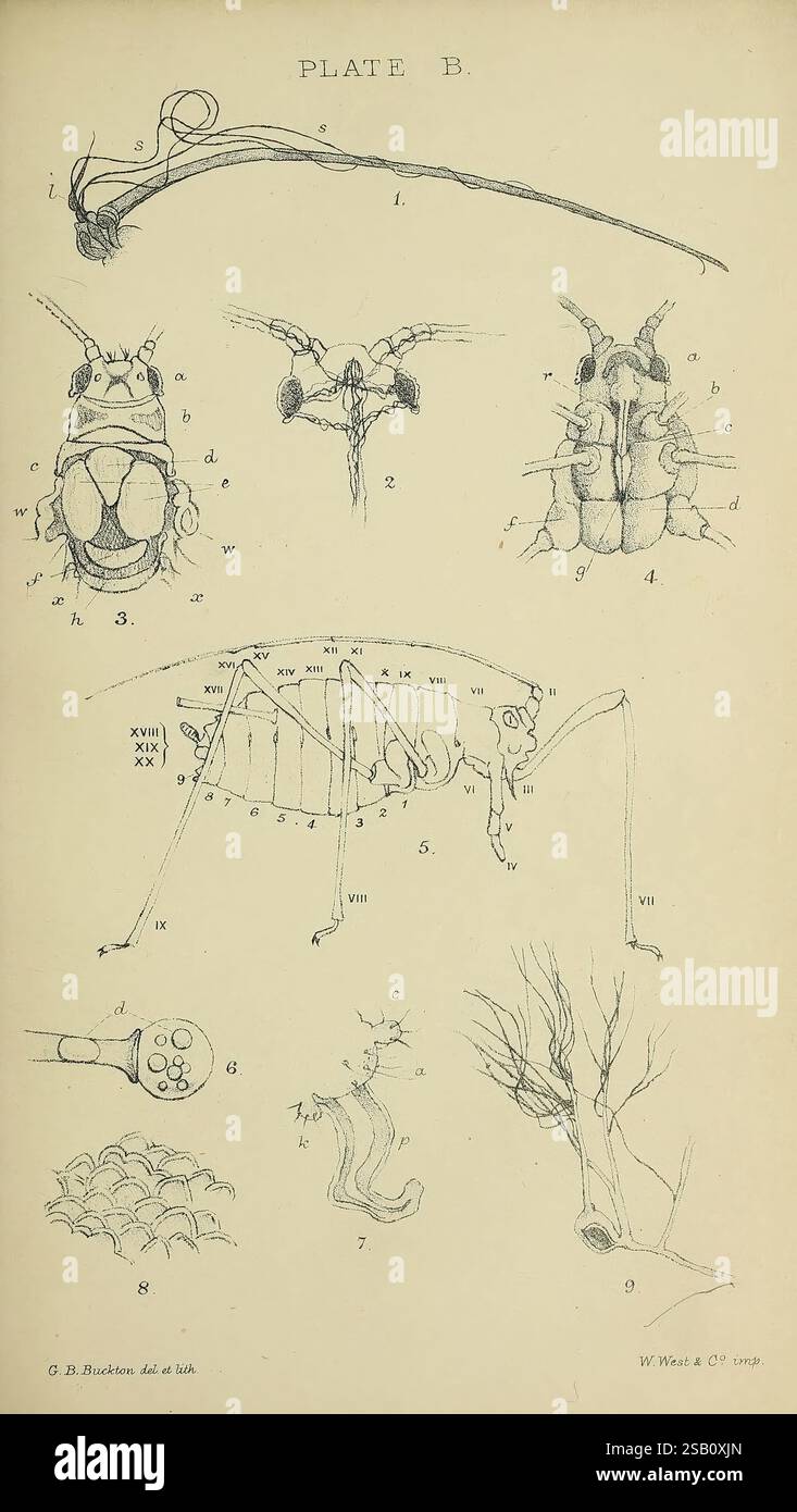 Monograph of the British aphids London, 1876-83. Aphids, Great Britain ...