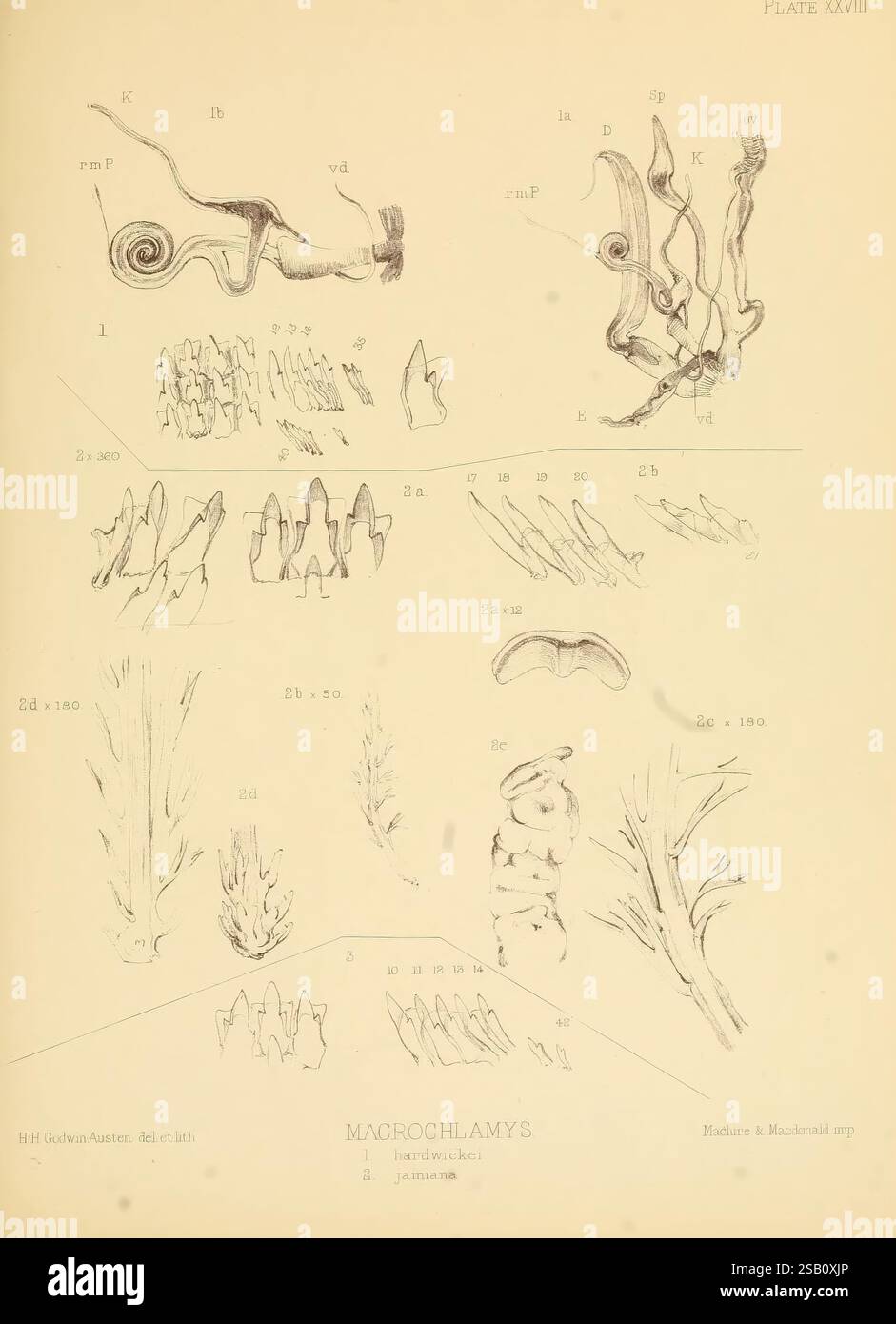 Illustration showcases various botanical forms hi-res stock photography ...