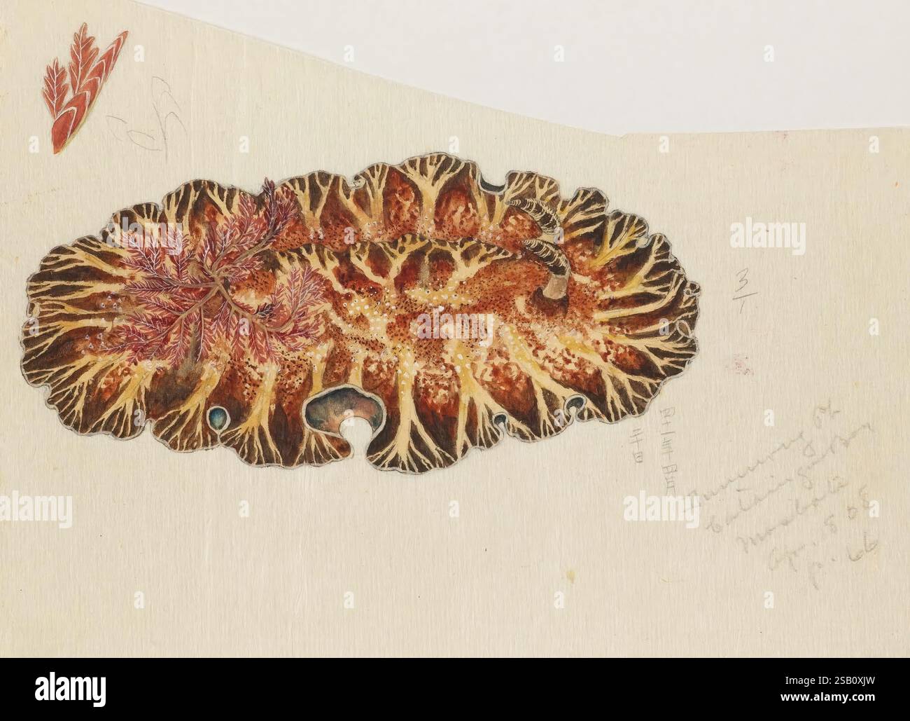 Notes, description, specimens, collected, Philippine Expedition ...