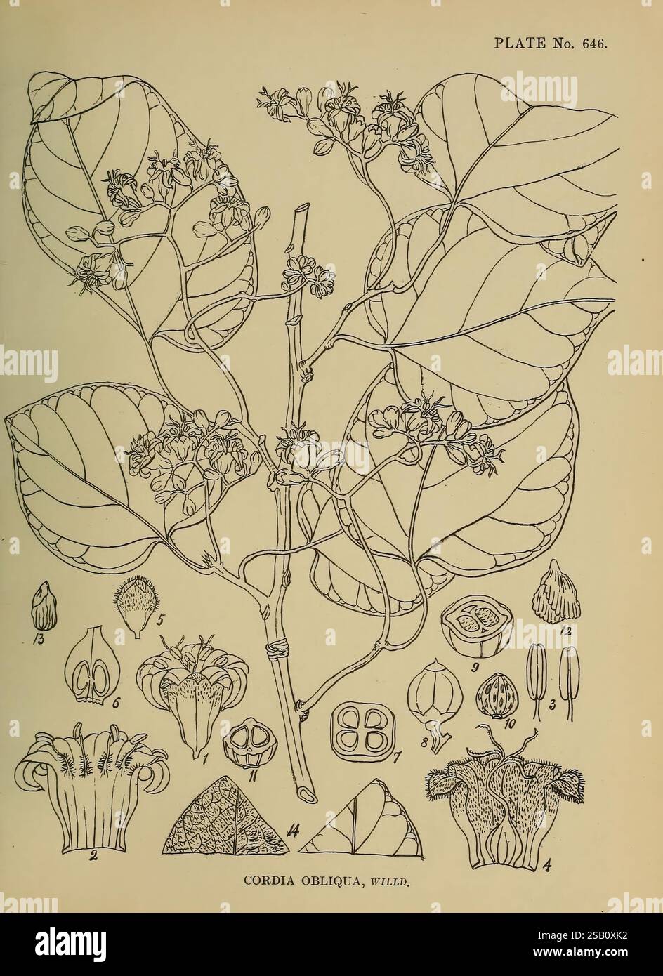 Indian medicinal plants Bahadurganj, India Sudhindra Nath Basu Pâninî ...