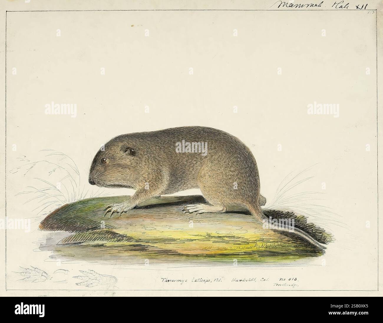 Catalogue, North American, mammals, with drawings, and proof of plates ...