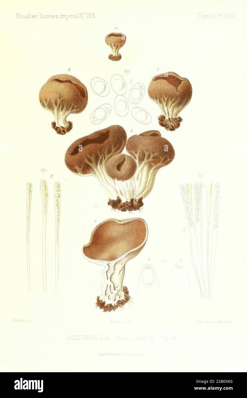 Acetabula vulgaris hi-res stock photography and images - Alamy
