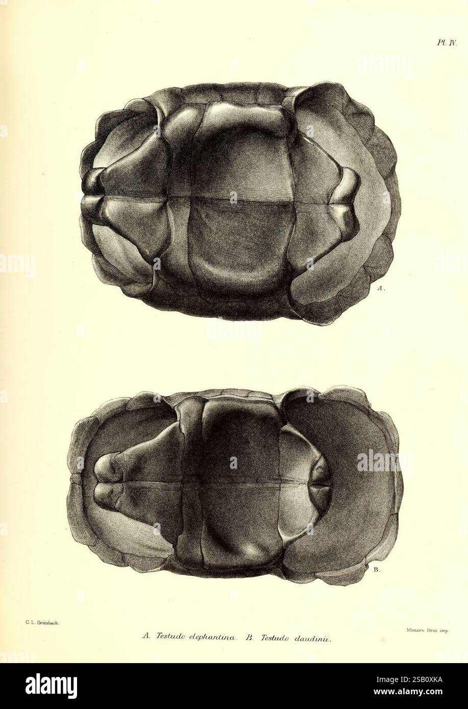 The gigantic land-tortoises (living and extinct) in the collection of ...