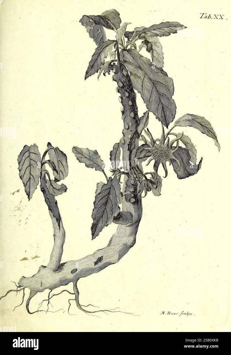 Layered petals emerges hi-res stock photography and images - Alamy