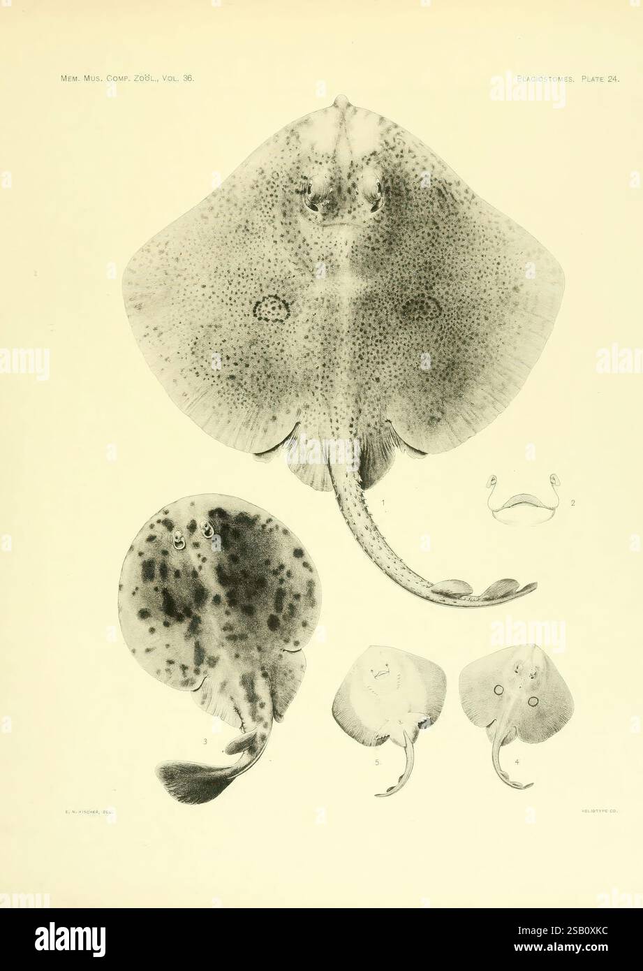Raia fusca hi-res stock photography and images - Alamy