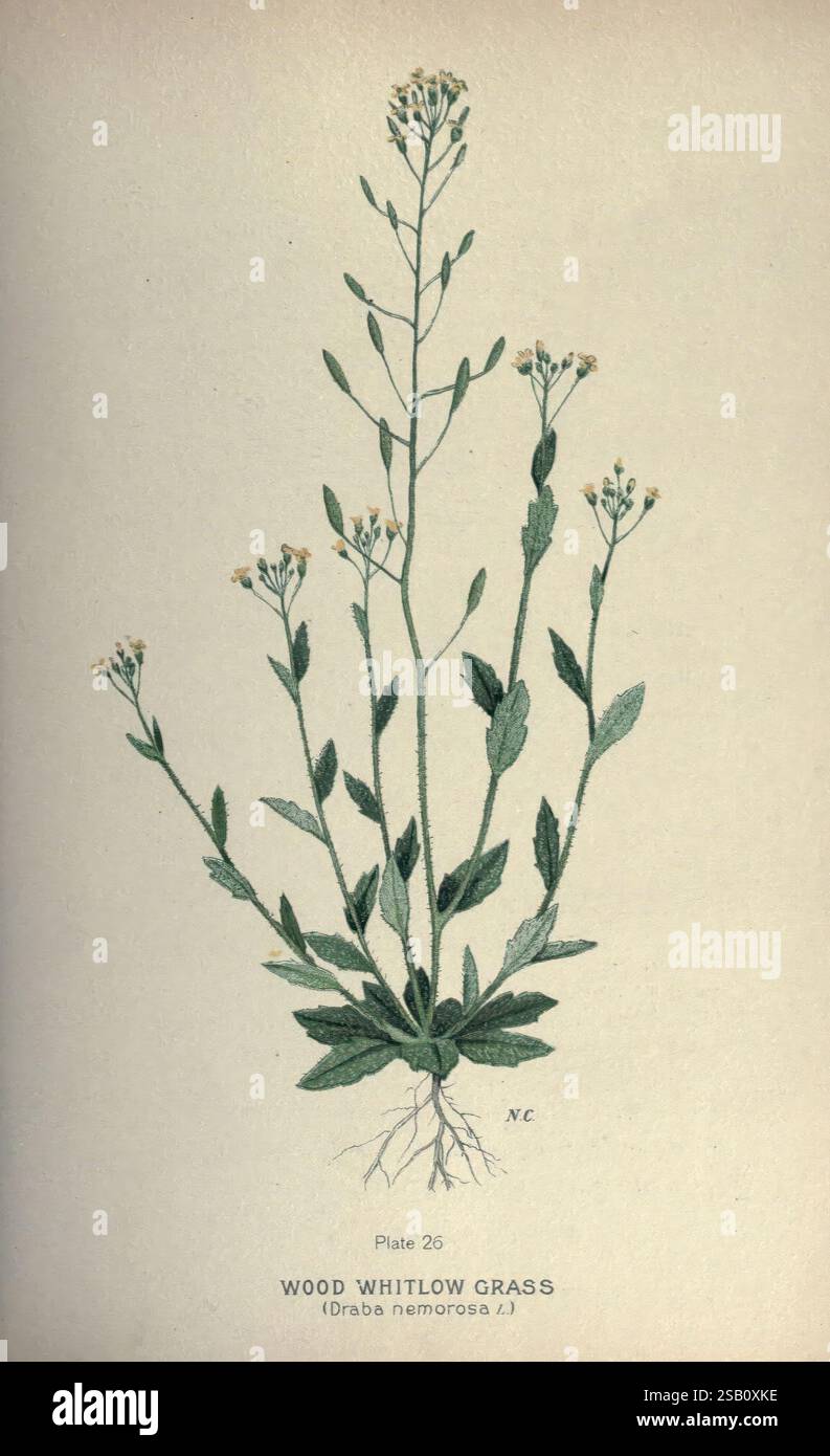 Farm, Weeds, of, Canada, Ottawa, Dept. of Agriculture, 1923, Botany ...