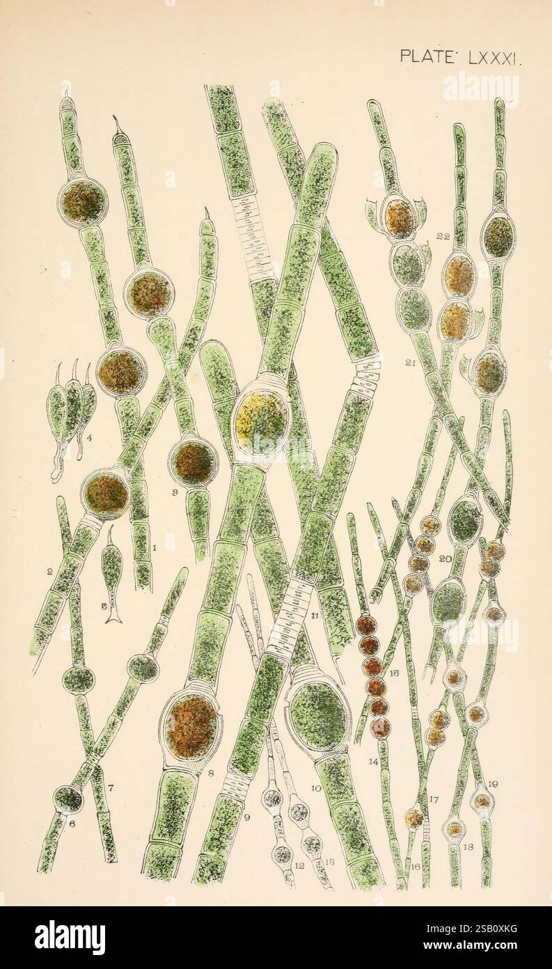 Represent different types of algae hi-res stock photography and images ...
