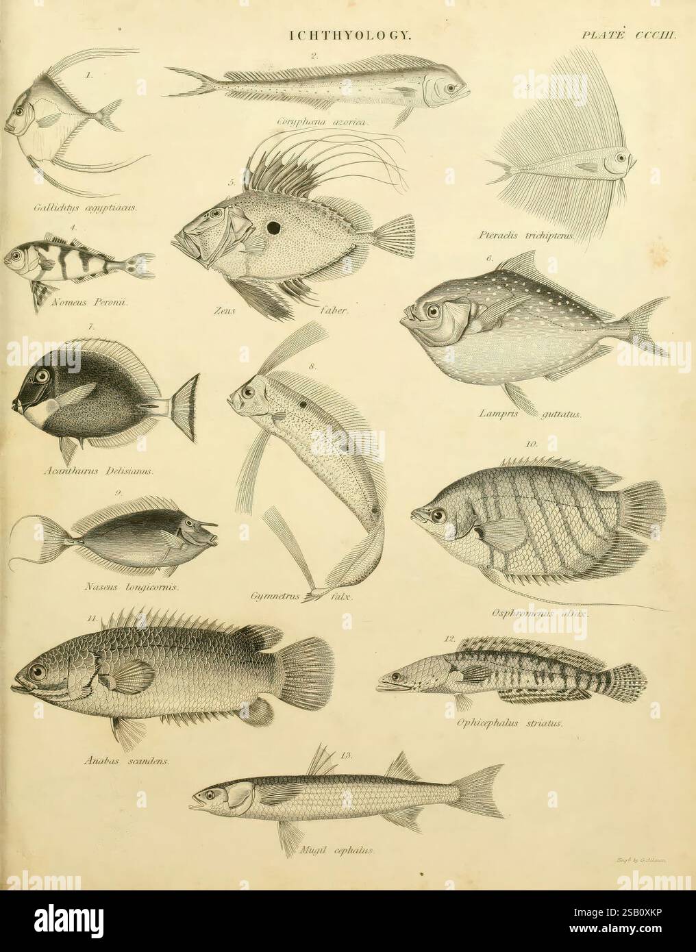 An Introduction to the Natural History of Fishes, Edinburgh, Adam and ...