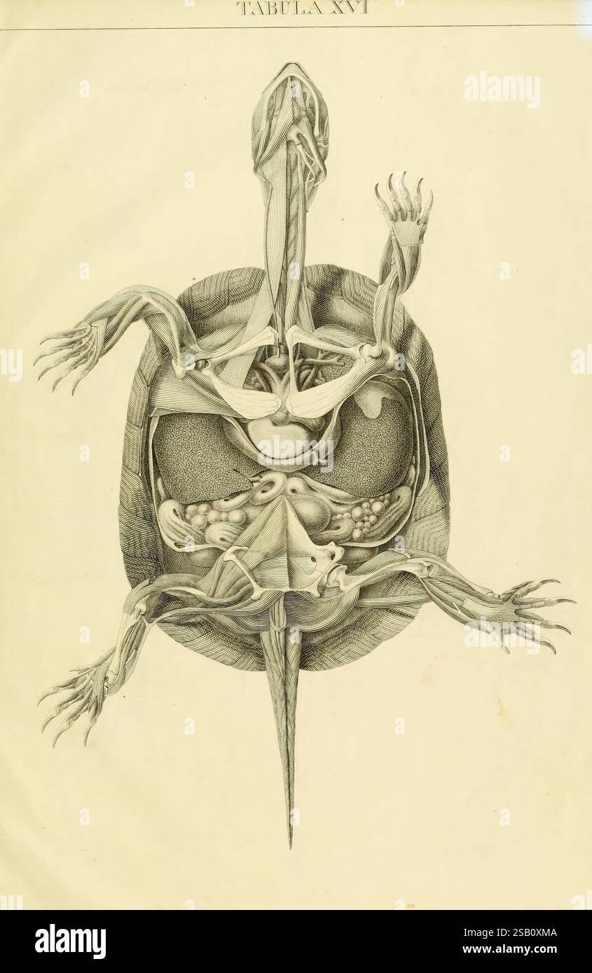 Turtles body systems hi-res stock photography and images - Alamy