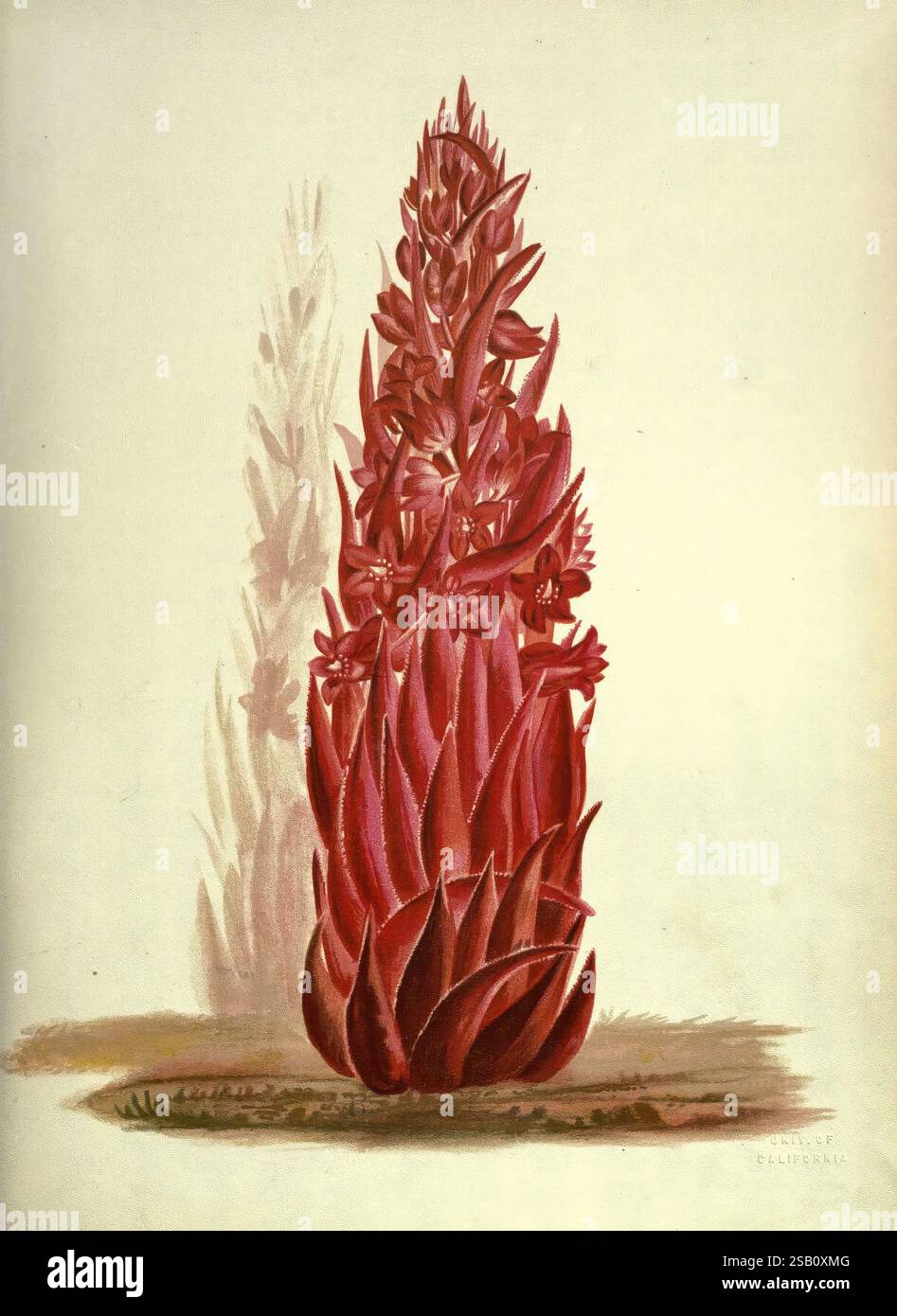 California flowers sarcodes sanguinea emma homan thayer emma hom hi-res ...