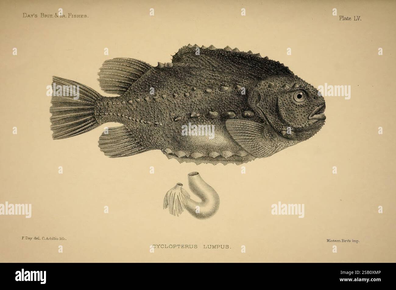 The fishes of Great Britain and Ireland, Edinburgh, 1880-1884, Great ...
