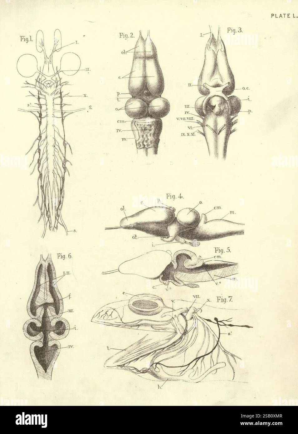 Illustrations, of, zoology:, invertebrates, &, vertebrates, Edinburgh ...