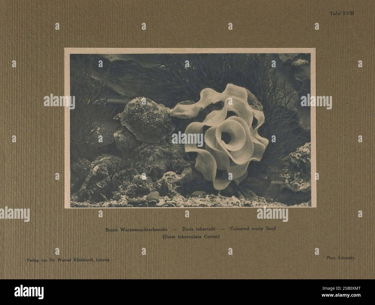 1914 1922 north sea hi-res stock photography and images - Alamy