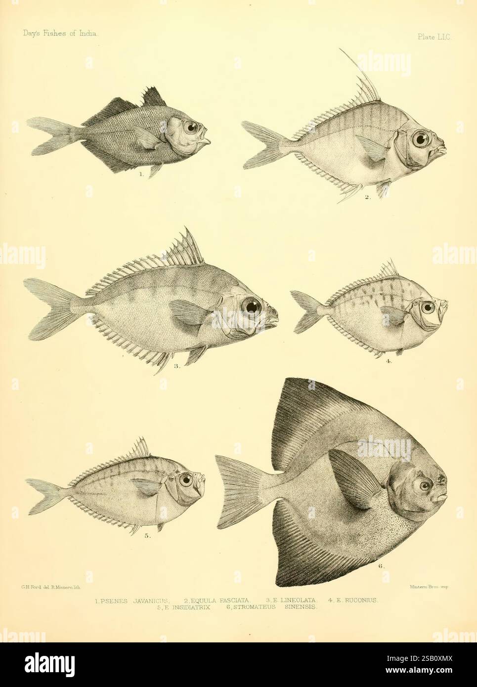 Fourth fish showcases hi-res stock photography and images - Alamy