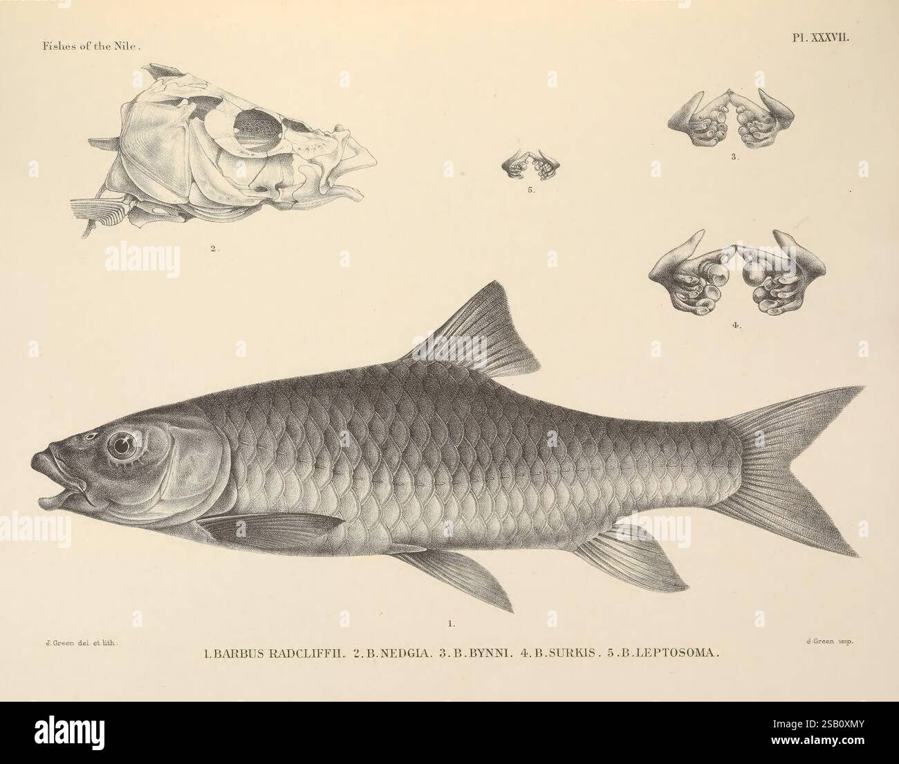 The fishes of the Nile, London, Pub. for the Egyptian government by H ...