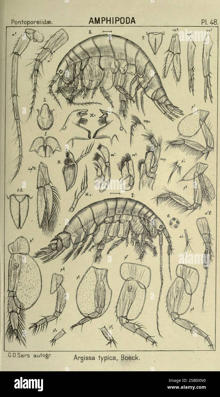 An Account of the Crustacea of Norway, v.1. Amphipoda Plates ...