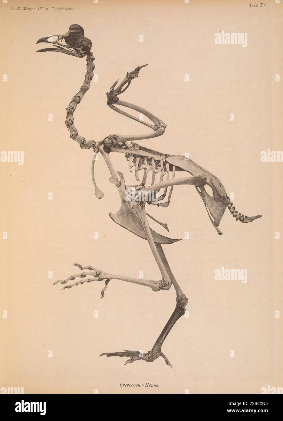 Birds functional anatomy hi-res stock photography and images - Alamy