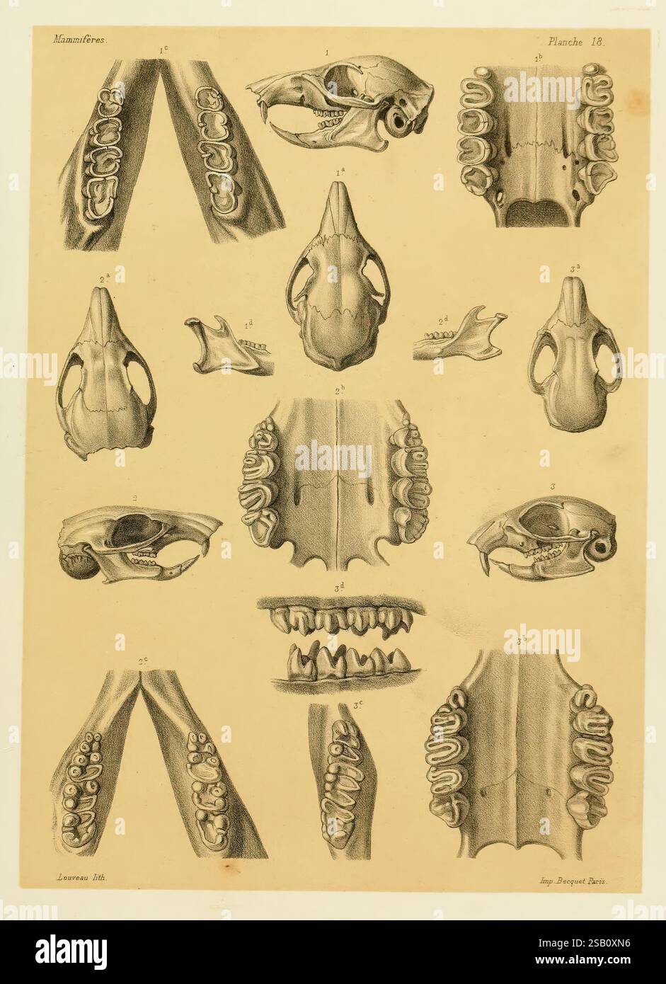 Jaw alignments hi-res stock photography and images - Alamy