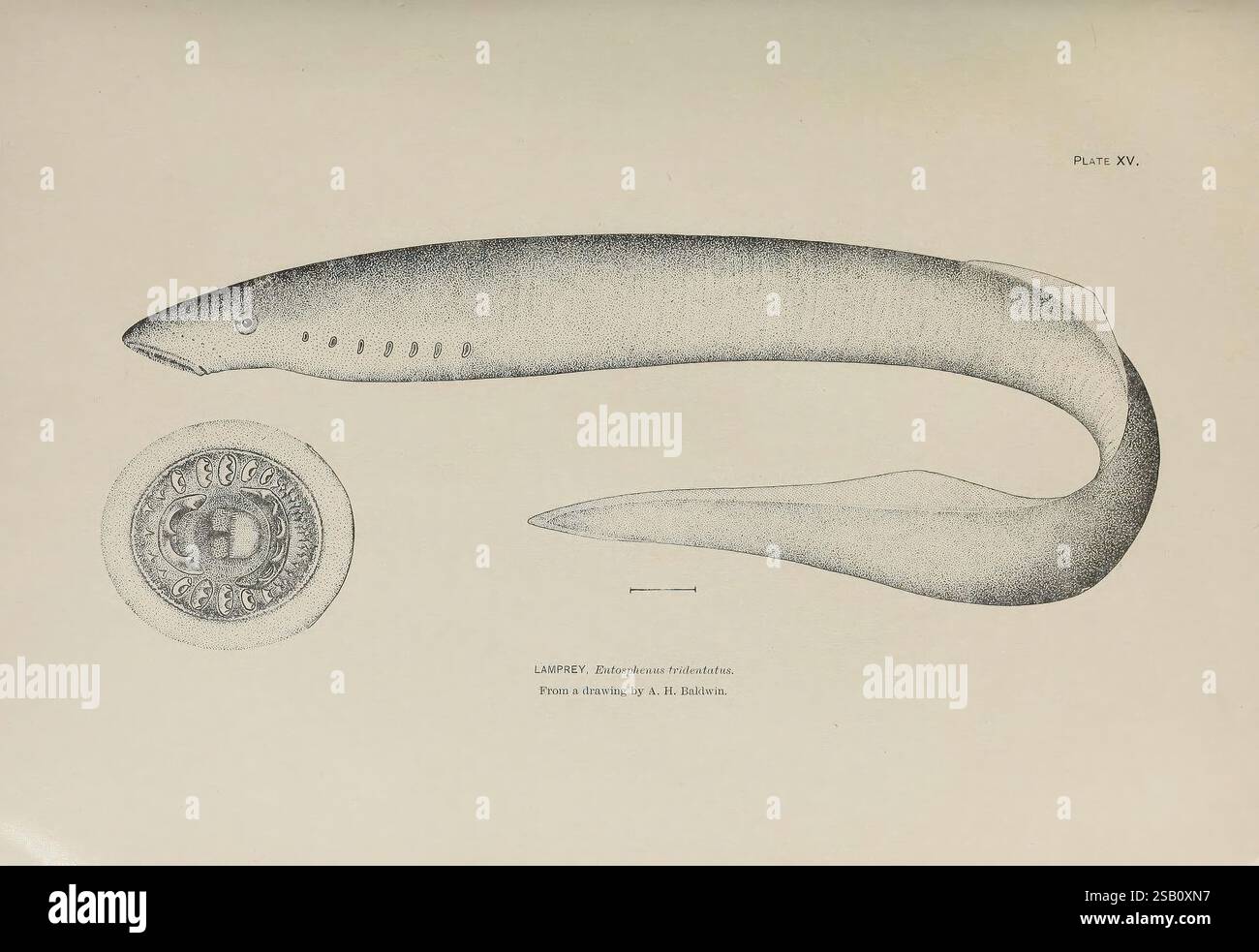 The fur seals and fur-seal islands of the North Pacific Ocean, 1898-99 ...