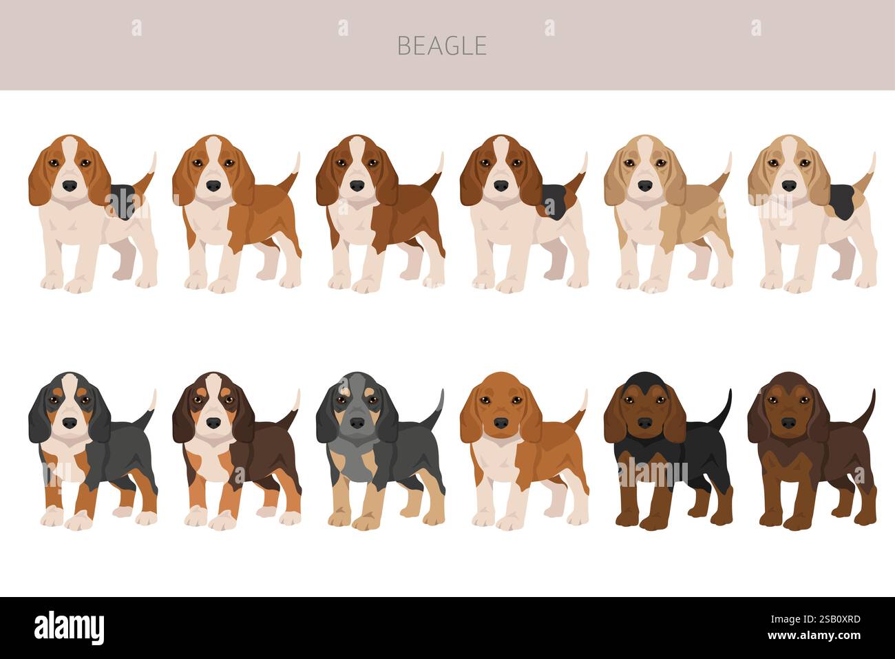 Beagle dog dog clipart. All coat colors set. Different position. All ...