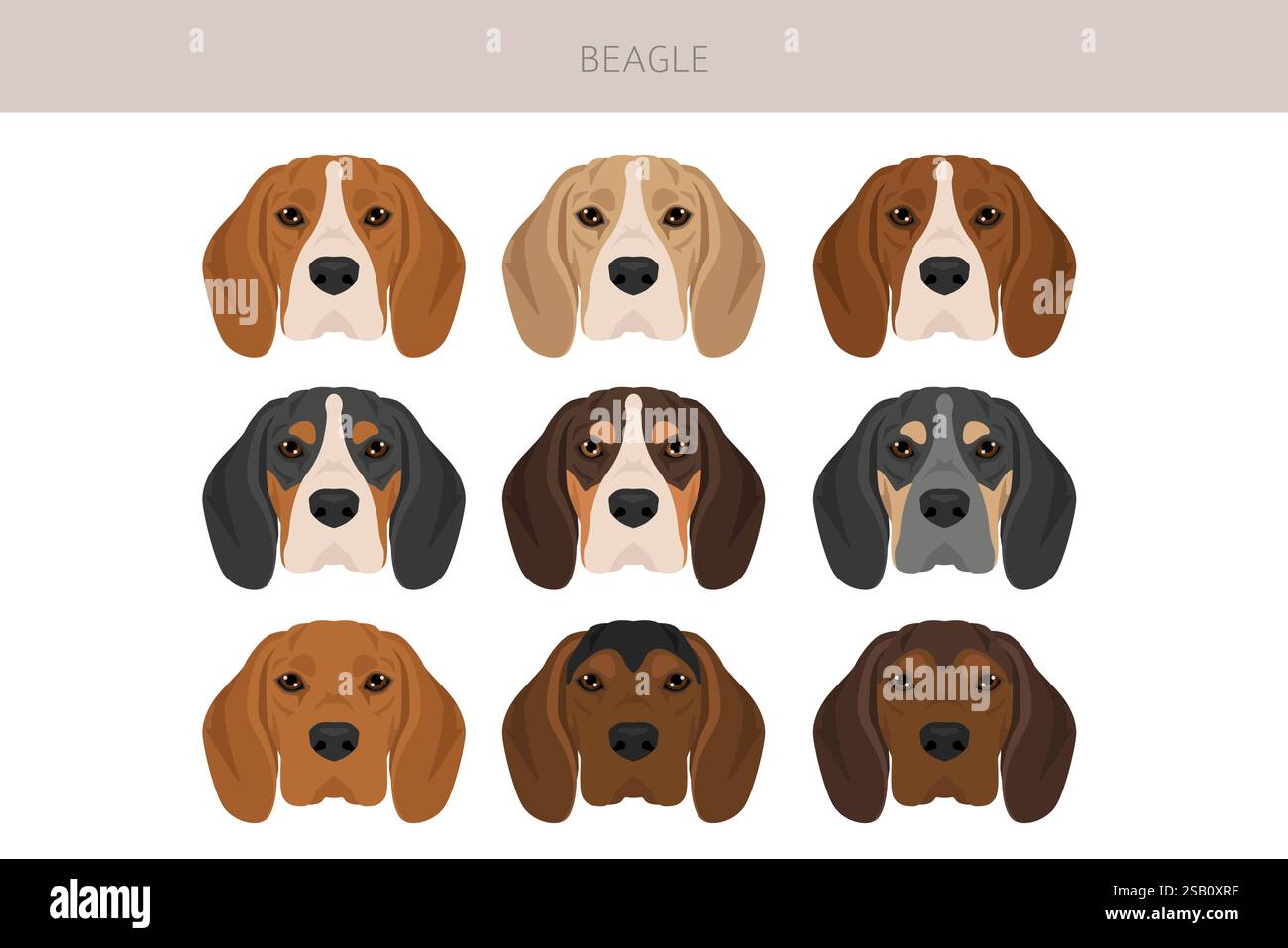 Beagle dog dog clipart. All coat colors set. Different position. All ...