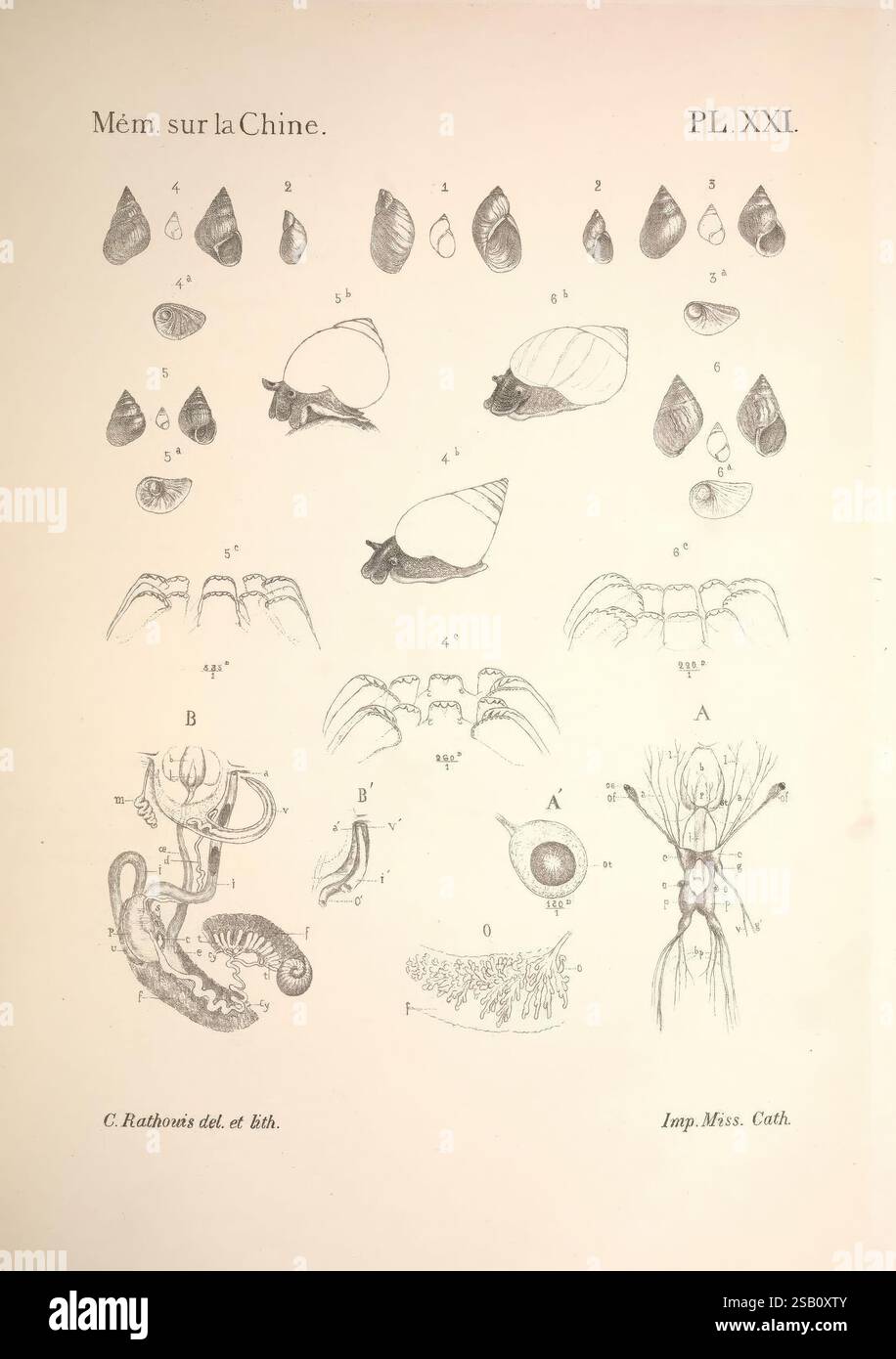 Notes sur les mollusques terrestres de la Vallée du Fleuve Bleu, Chang ...