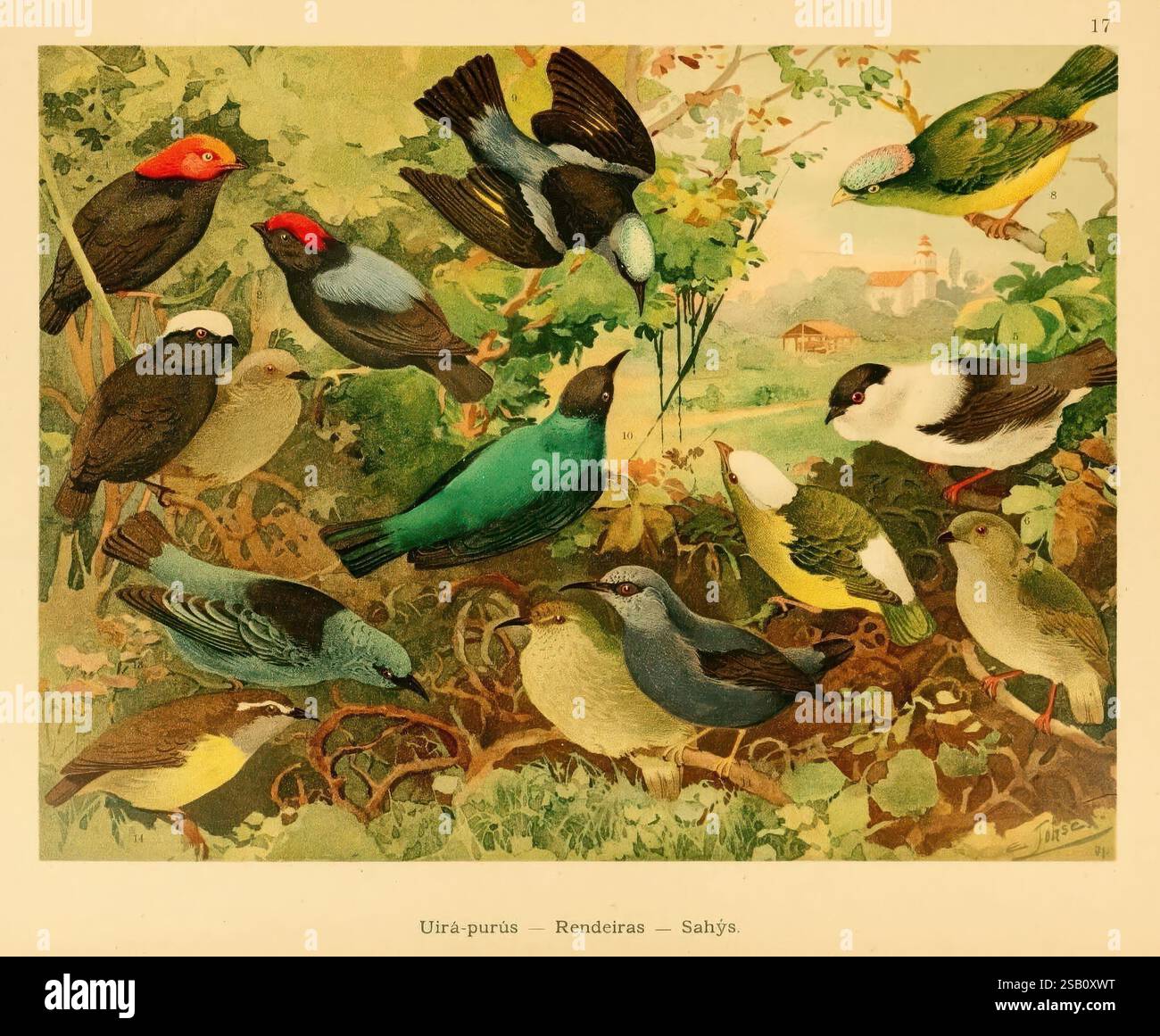 Composition features birds hi-res stock photography and images - Alamy
